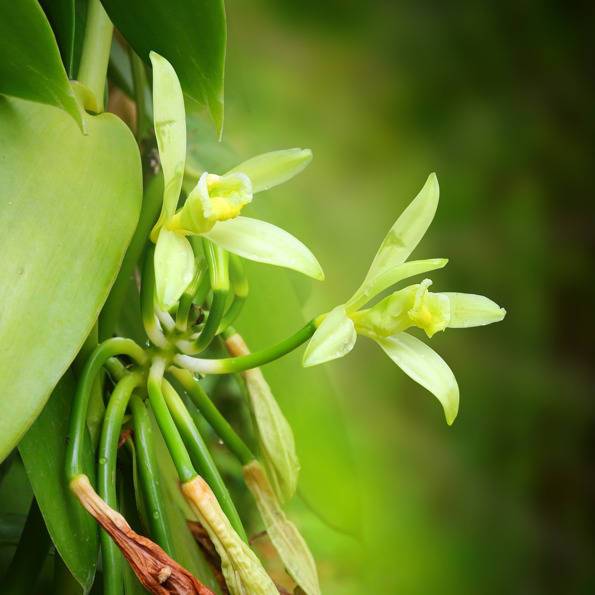 Can You Grow Your Own Vanilla Orchids? – Vanilla Bean Kings